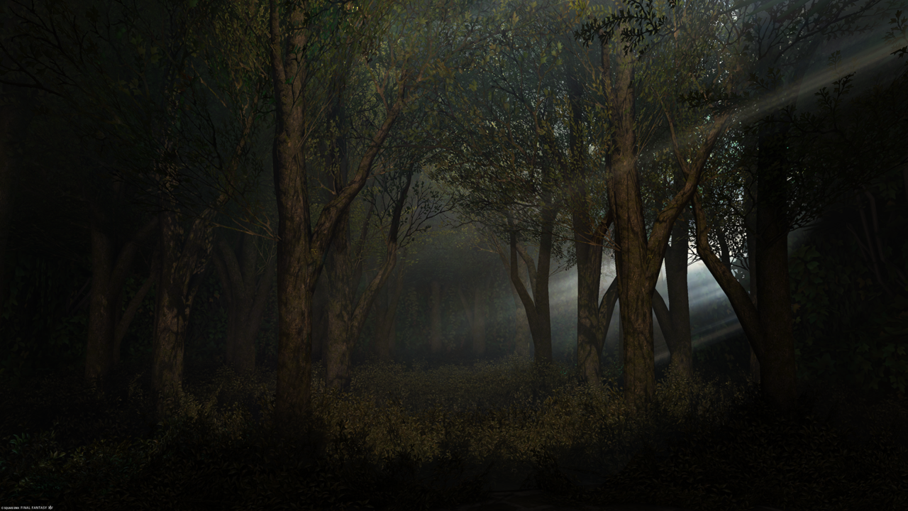 - forest - | StudioXIV